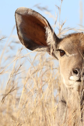 Deer – Protected Areas Commission