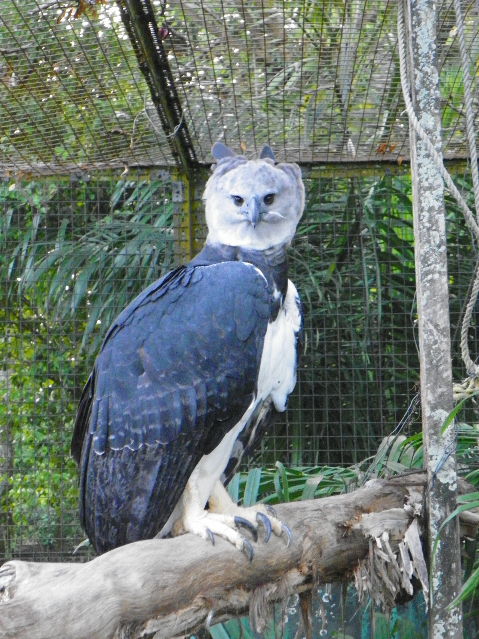 Guyana Zoological Park & Wildlife Rescue Center – Protected Areas ...