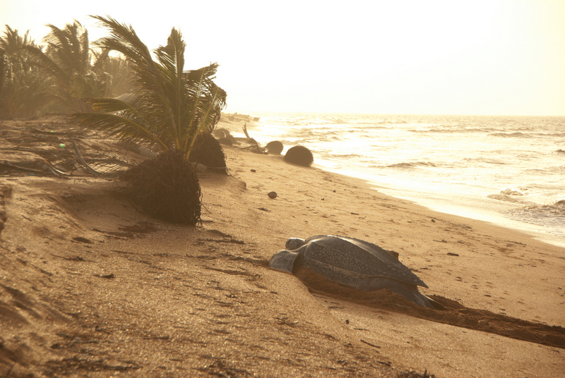 Shell Beach Protected Area – Protected Areas Commission